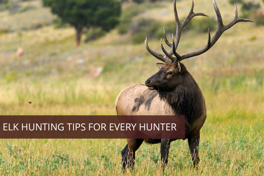 Elk Hunting Tips for Every Hunter - Soap Mesa Outfitters