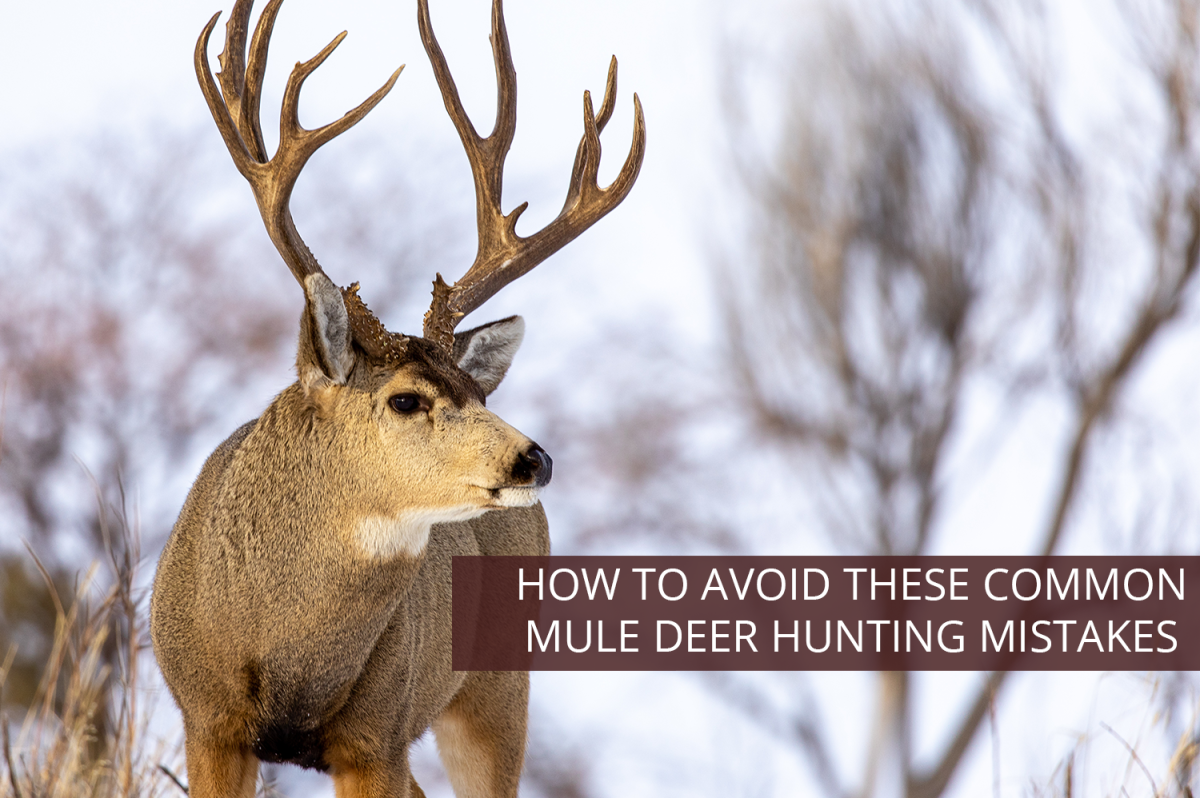 How to Avoid These Common Mule Deer Hunting Mistakes - Soap Mesa Outfitters